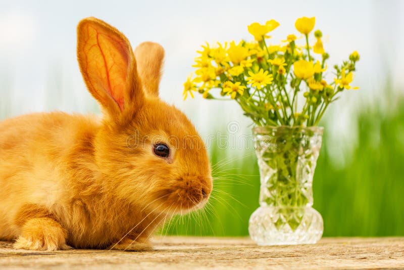 Cute Fluffy Red Rabbit with a Bouquet of Flowers Stock Photo - Image of ...