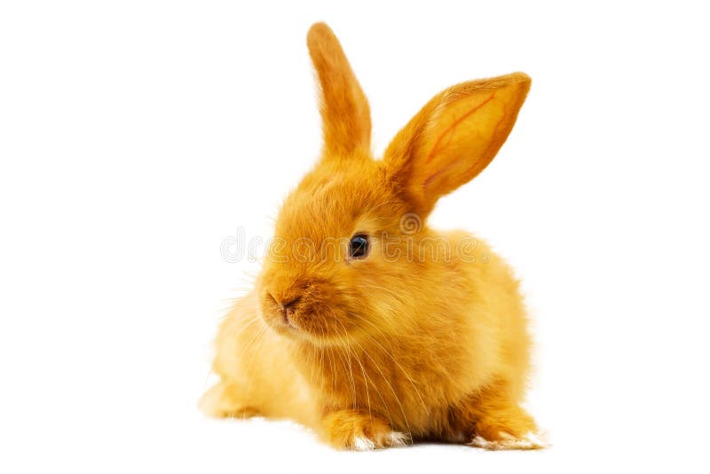 Cute Fluffy Red Rabbit on White Isolated Background Stock Photo - Image ...