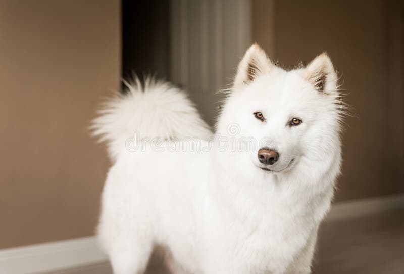 Cute, Fluffy, White Samoyed Plays with Golden Retriever Stock Image ...