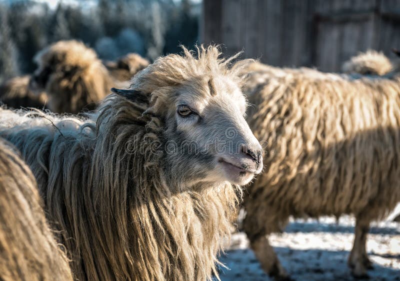 Cute fluffy sheep stock image. Image of herding, portrait - 182135987