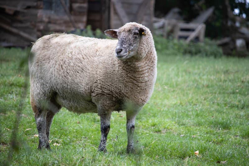 Cute Fluffy Sheep Running in a Field Stock Image - Image of meadow ...