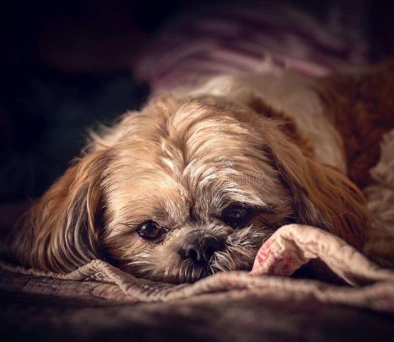 Cute Fluffy Shih-poo Dog Laying on a Blanket with a Blurred Background ...