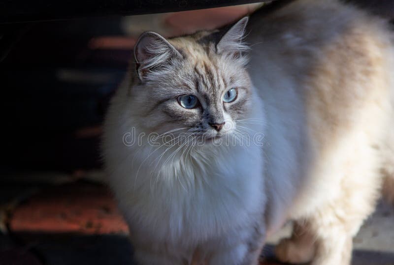 Cute Fluffy Siamese Cat with Beautiful Blue Eyes Stock Photo - Image of ...