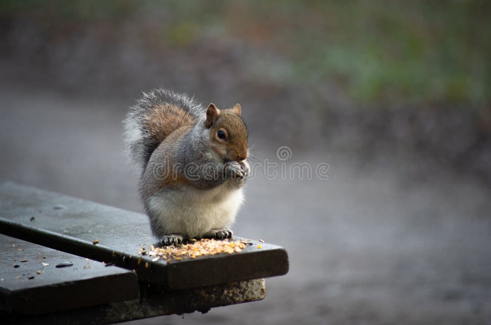 Squirrel on a Park Bench Eating Nuts Stock Image - Image of squirrel ...