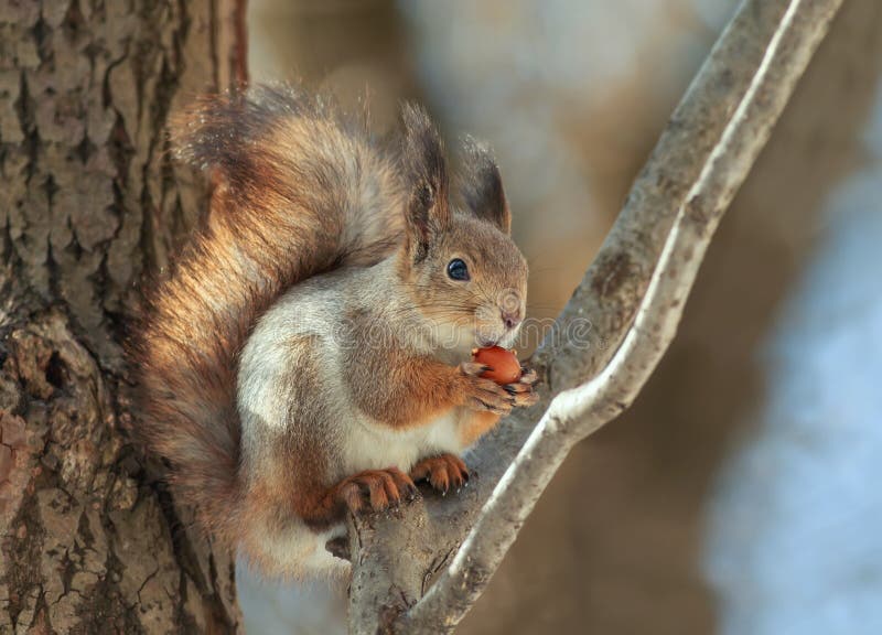 Cute Fluffy Squirrel Sitting in the Park on a Tree Branch and ...