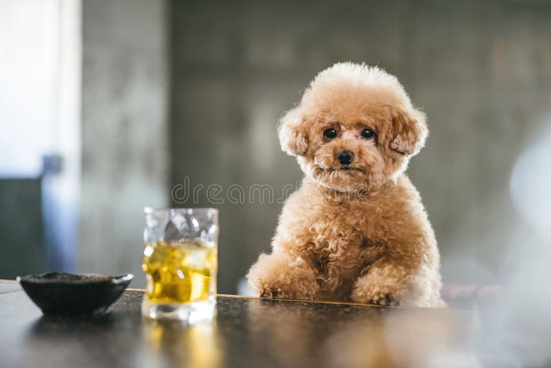 Cute Fluffy Toy Poodle Sitting at the Table Stock Photo - Image of look ...