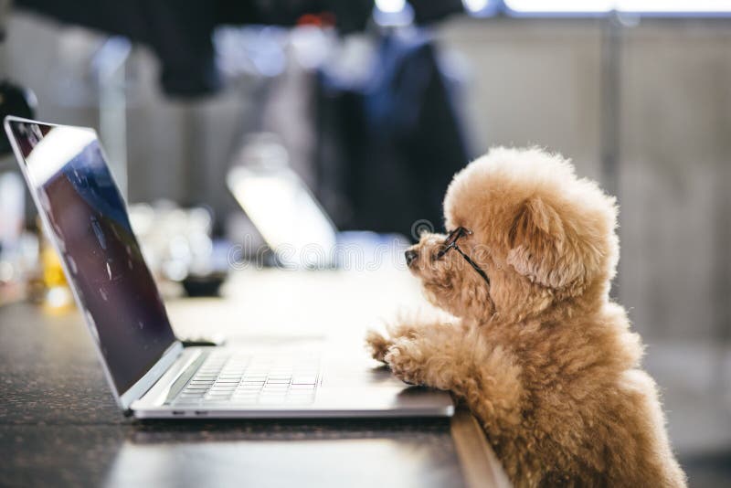 Cute Fluffy Toy Poodle Working on a Computer Looking at the Screen ...