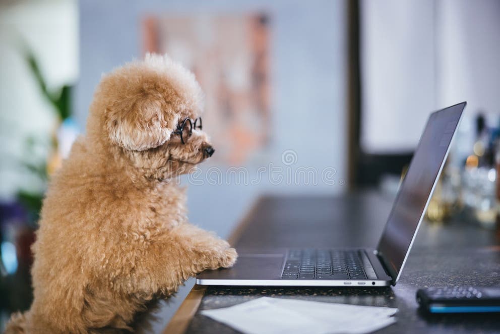 Cute Fluffy Toy Poodle Working on a Computer Looking at the Screen ...