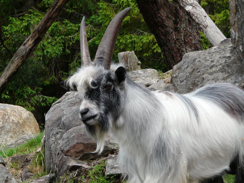 Cute and Fluffy, White and Black Goat with Long Sharp Horns in the Zoo ...