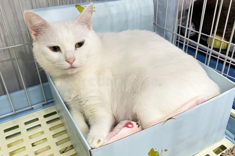 Cute Fluffy White Cat in Cardboard Box. Kitten Sleeping Stock Image ...