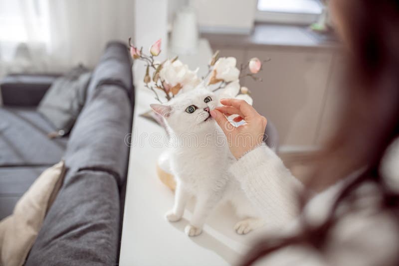 Cute Fluffy White Cat Looking Happy while the Owner Caressing Him Stock ...