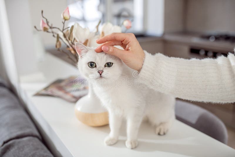 Cute Fluffy White Cat Looking Happy while the Owner Caressing Him Stock ...