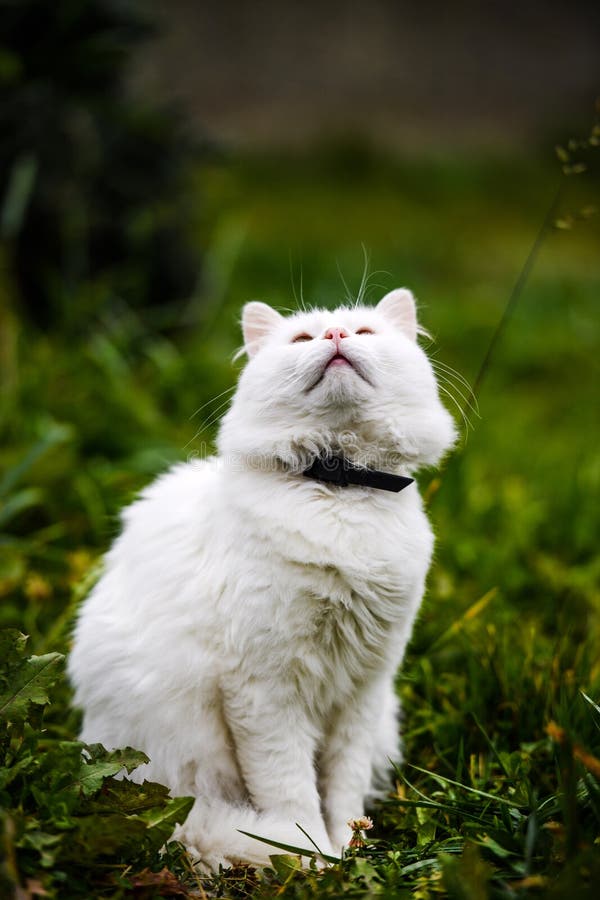 Cute and Fluffy White Cat, Very Playful, with Yellow Eyes Stock Image ...