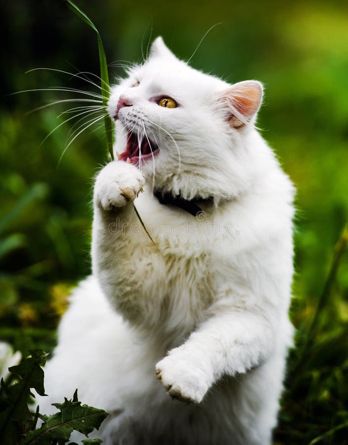 Cute and Fluffy White Cat, Very Playful, with Yellow Eyes Stock Image ...