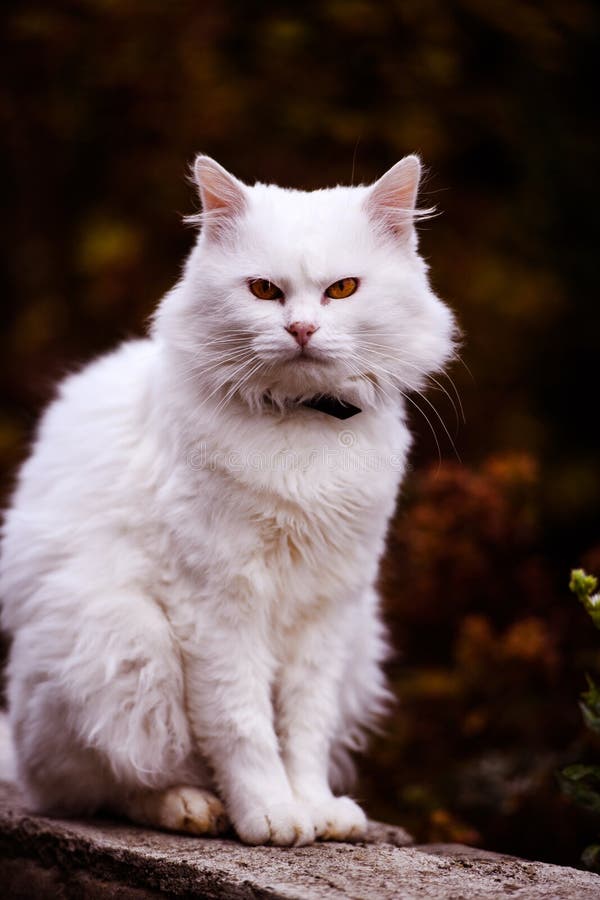 Cute and Fluffy White Cat, Very Playful, with Yellow Eyes Stock Image ...