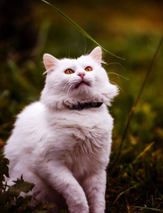 Cute and Fluffy White Cat, Very Playful, with Yellow Eyes Stock Photo ...