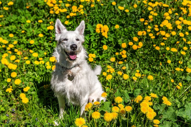 Cute Fluffy White Dog in Dandelion Field Stock Photo - Image of ...