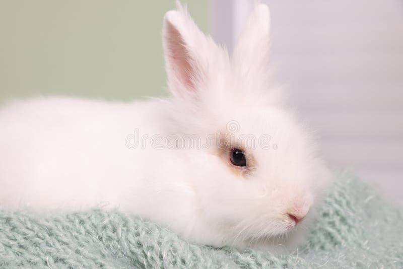 Cute Fluffy White Pet Rabbit on Soft Blanket at Home, Closeup Stock ...