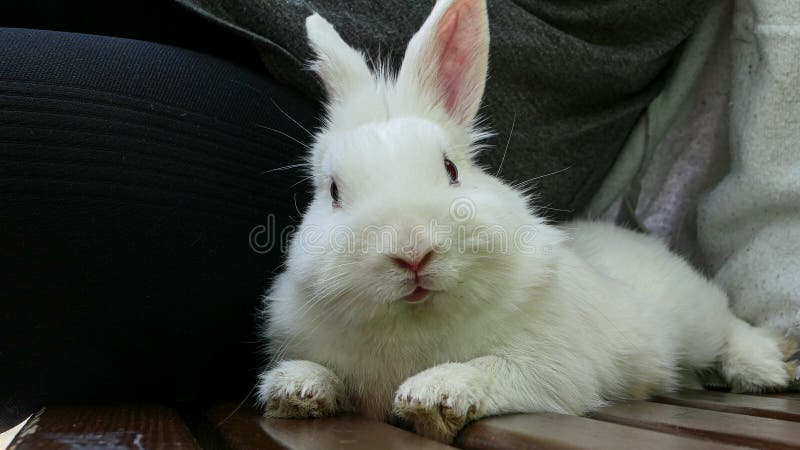 Cute Fluffy White Rabbit Outdoor Stock Image - Image of cute, easter ...