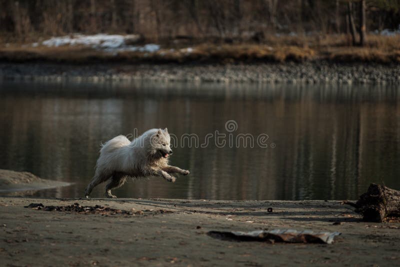 Cute, Fluffy White Samoyed Dog Run and Play at the Dog Park Stock Image ...