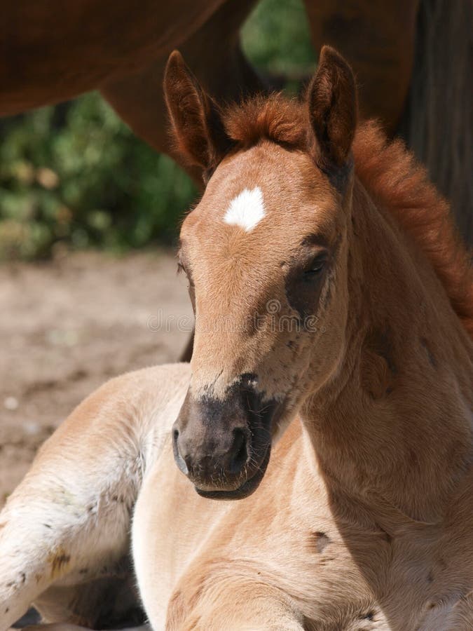 Cute Foal stock image. Image of beauty, heavy, mare - 111718393