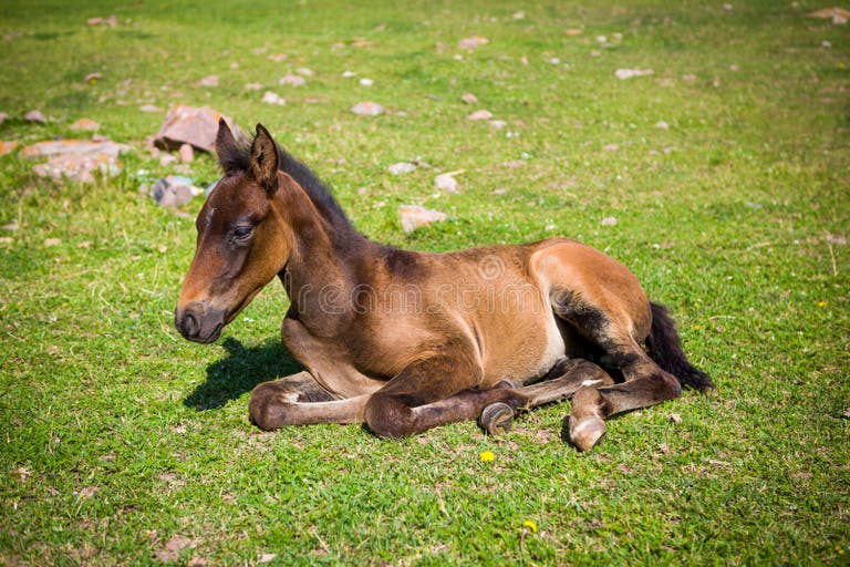 Cute foal on the grass stock image. Image of blue, park - 33974569