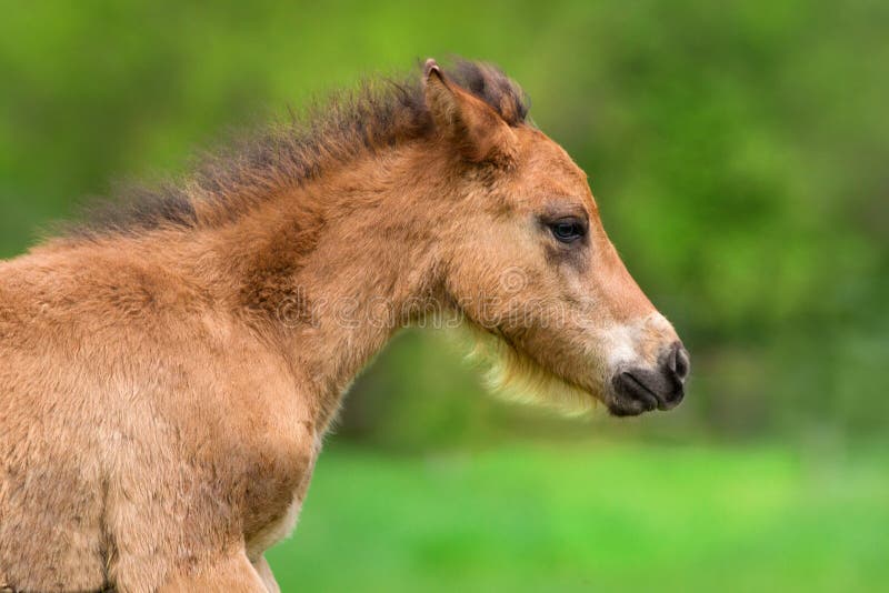 Cute foal portrait stock photo. Image of mare, farm, animal - 95624550