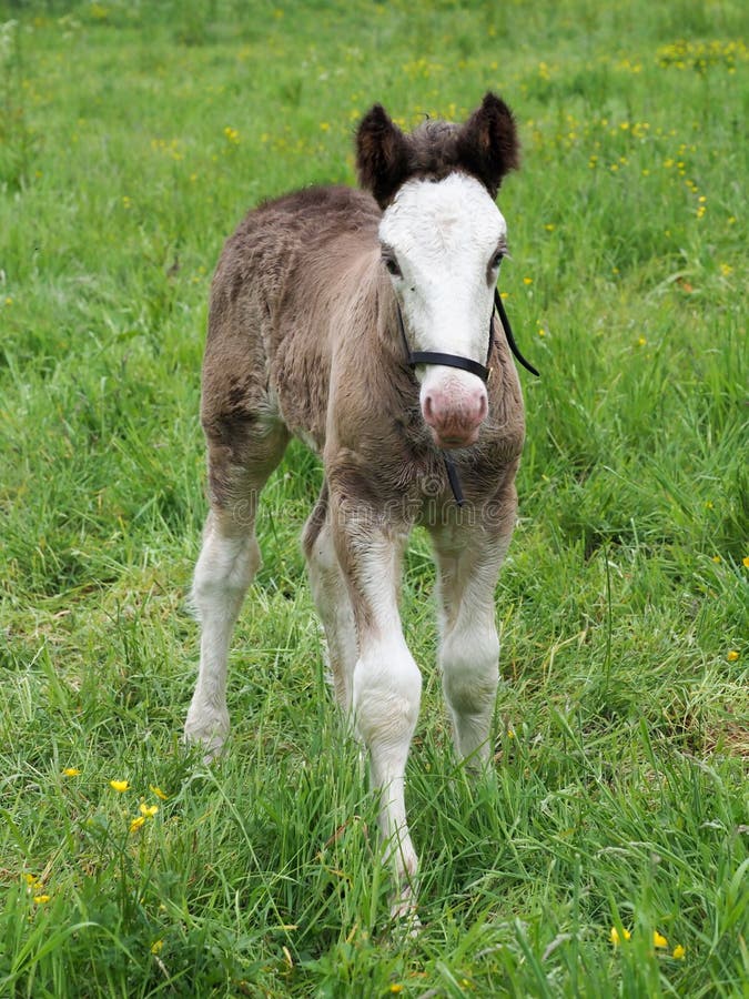 Cute Foal stock photo. Image of mane, spring, outside - 209988394