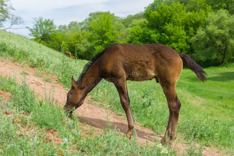 Cute foal stock image. Image of graze, depasture, brown - 41133813