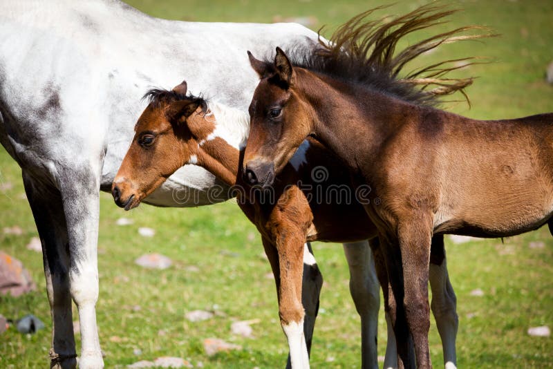 Cute foal on the grass stock image. Image of blue, park - 33974569