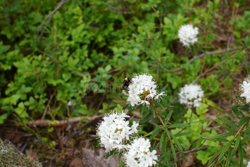A Cute Forest Bee on White Flower Stock Photo - Image of field, nectar ...