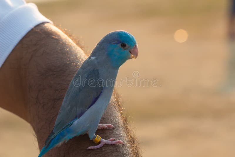 Cute Forpus Bird on hand stock image. Image of hand, animal - 68496207