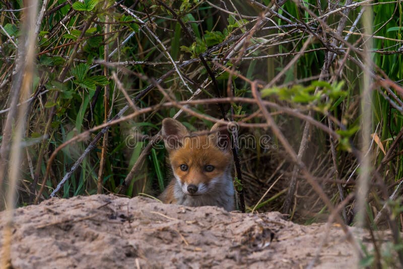 Cute Fox Cub at the Entrance of the Den Stock Image - Image of poland ...