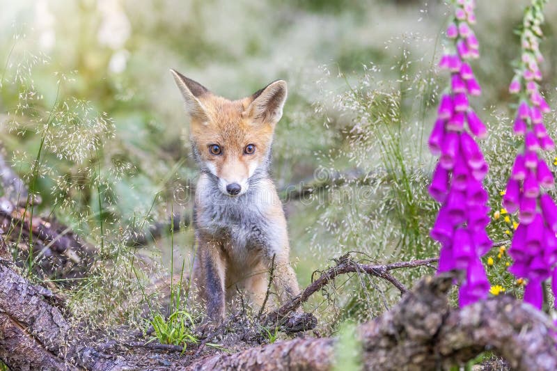 Cute Fox Cub Posing Near the Foxglove Flower Closeup Stock Photo ...