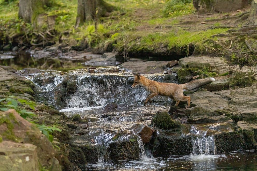 Cute Fox is Jumping Over the Stream Stock Photo - Image of europe ...