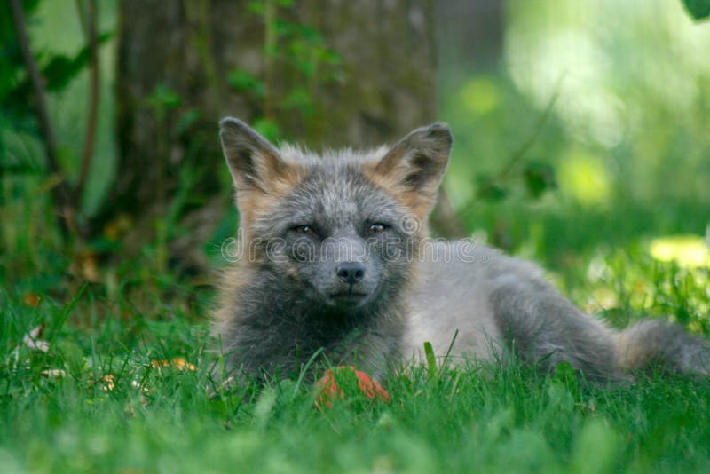 Cute Fox Looking at the Camera Stock Image - Image of cute, looking ...