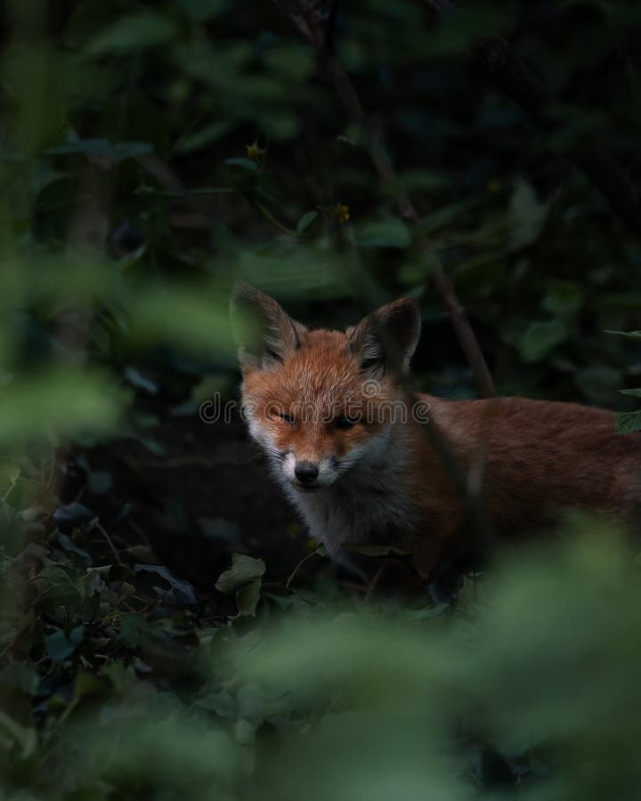 Sly Fox Peeking Stock Photos - Free & Royalty-Free Stock Photos from ...