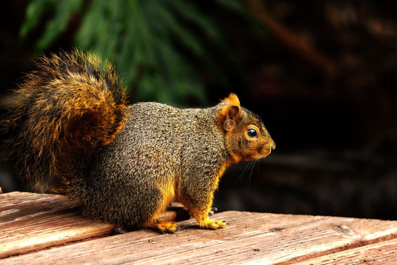 Cute Fox Squirrel on a Wooden Deck. Sciurus Niger Stock Image - Image ...