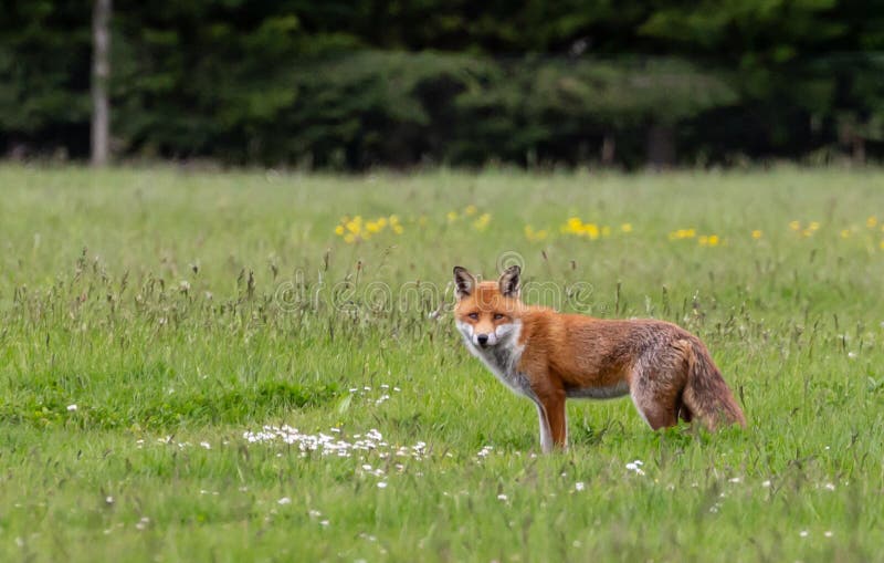 Cute Fox Standing in a Grassy Field Stock Image - Image of snow, tree ...