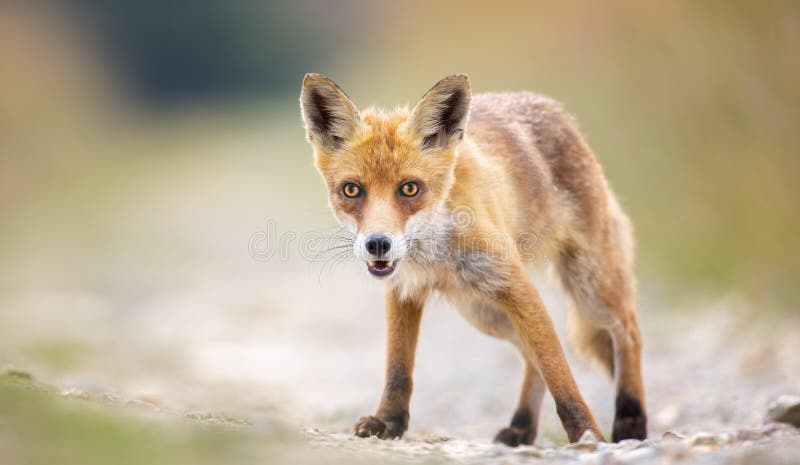 Cute Fox Vulpes a Fox Follows a Path in the Sun after His Catch Stock ...