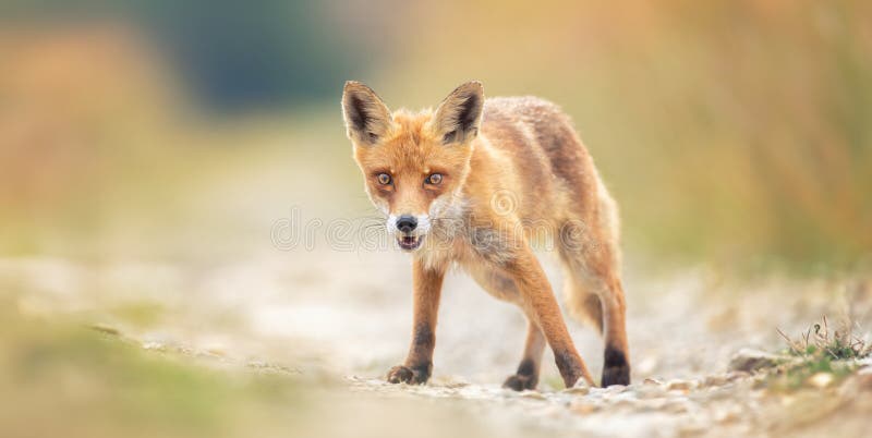 Cute Fox Vulpes a Fox Follows a Path in the Sun after His Catch Stock ...