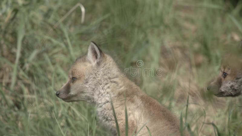 Fox Puppies in Springtime -germany Stock Footage - Video of forest ...