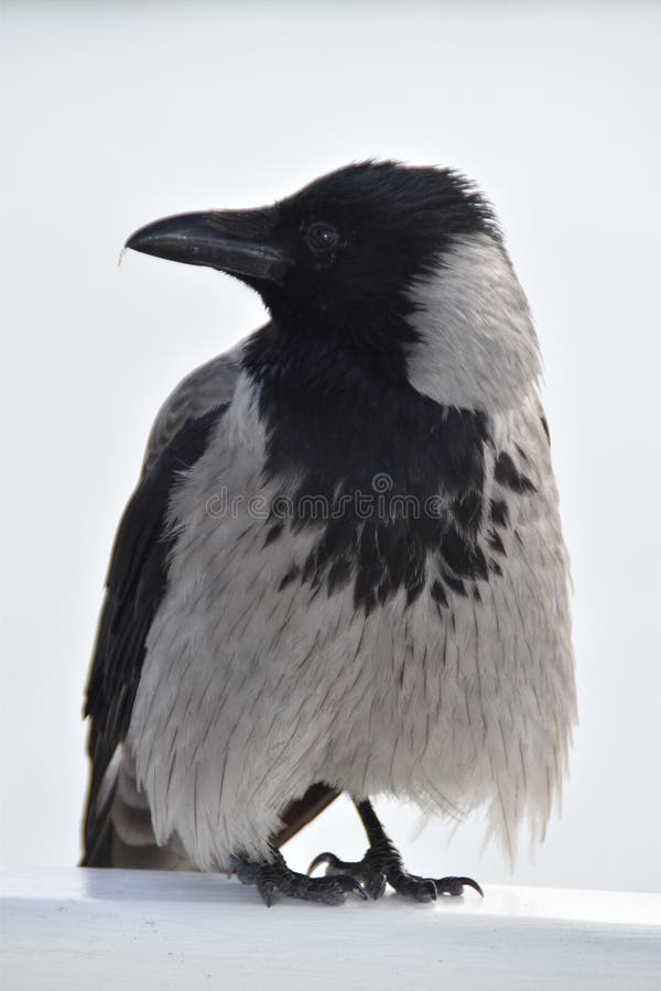 A Cute, Free and Wild Crow stock photo. Image of brightness - 379304604