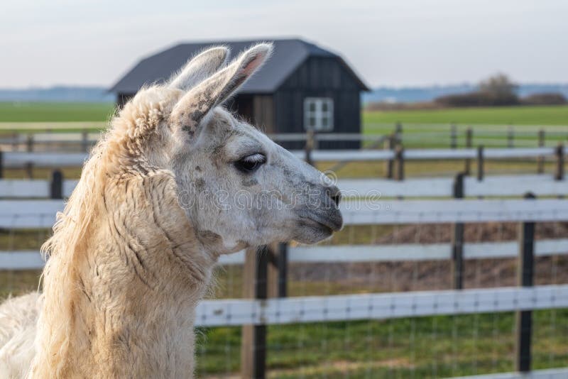 Cute Friendly Alpaca on an Alpaca Farm. Stock Image - Image of neck ...