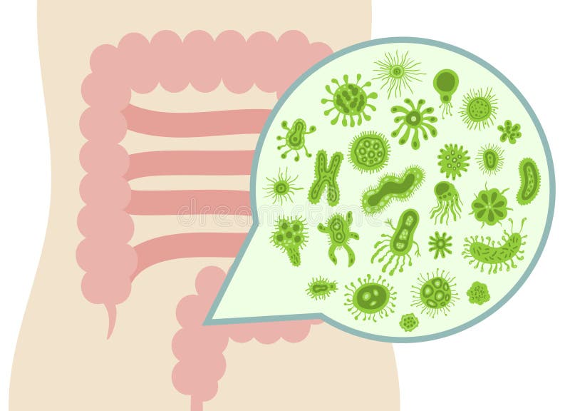 Cute and Friendly Bacteria Inside the Human Intestine Stock ...
