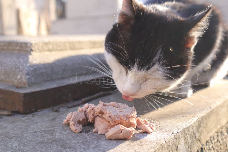 Cute Friendly Black and White Cat Eating Stock Image - Image of ...