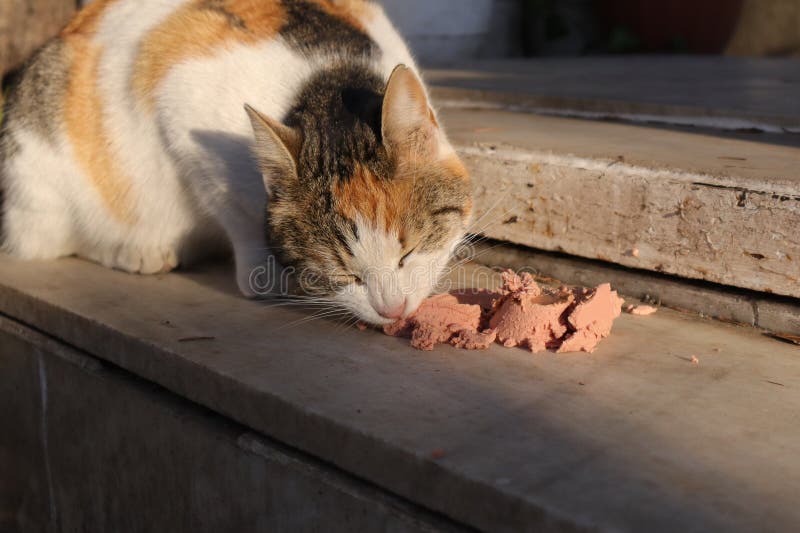 Cute Friendly Brown and White Cat Eating Stock Photo - Image of green ...