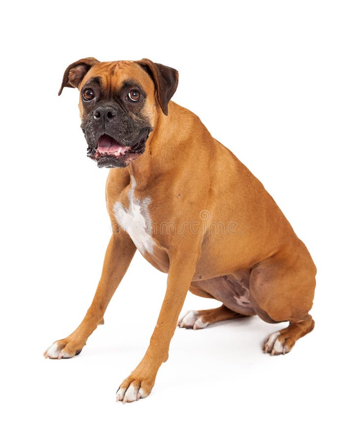 Cute and Friendly Looking Boxer Dog Sitting Stock Photo - Image of ...