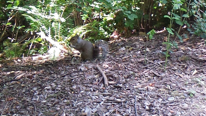 A cute friendly squirrel stock photo. Image of yard - 190146730