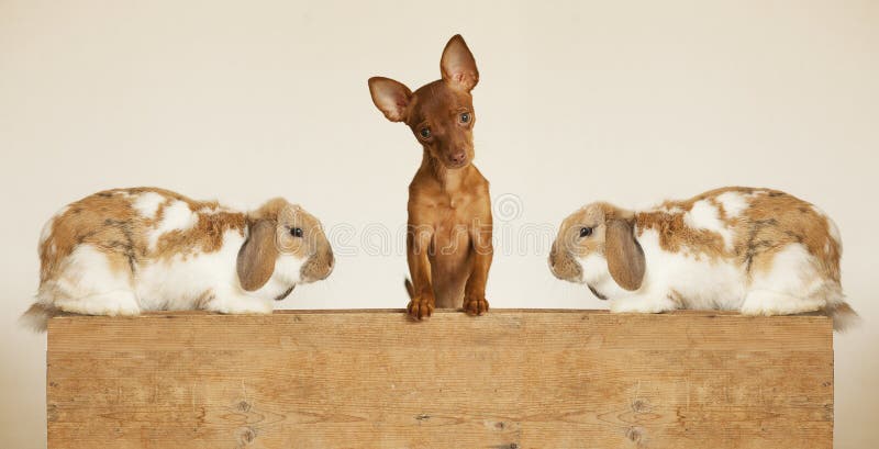 Cute friends stock image. Image of puppy, domestic, people - 79960197